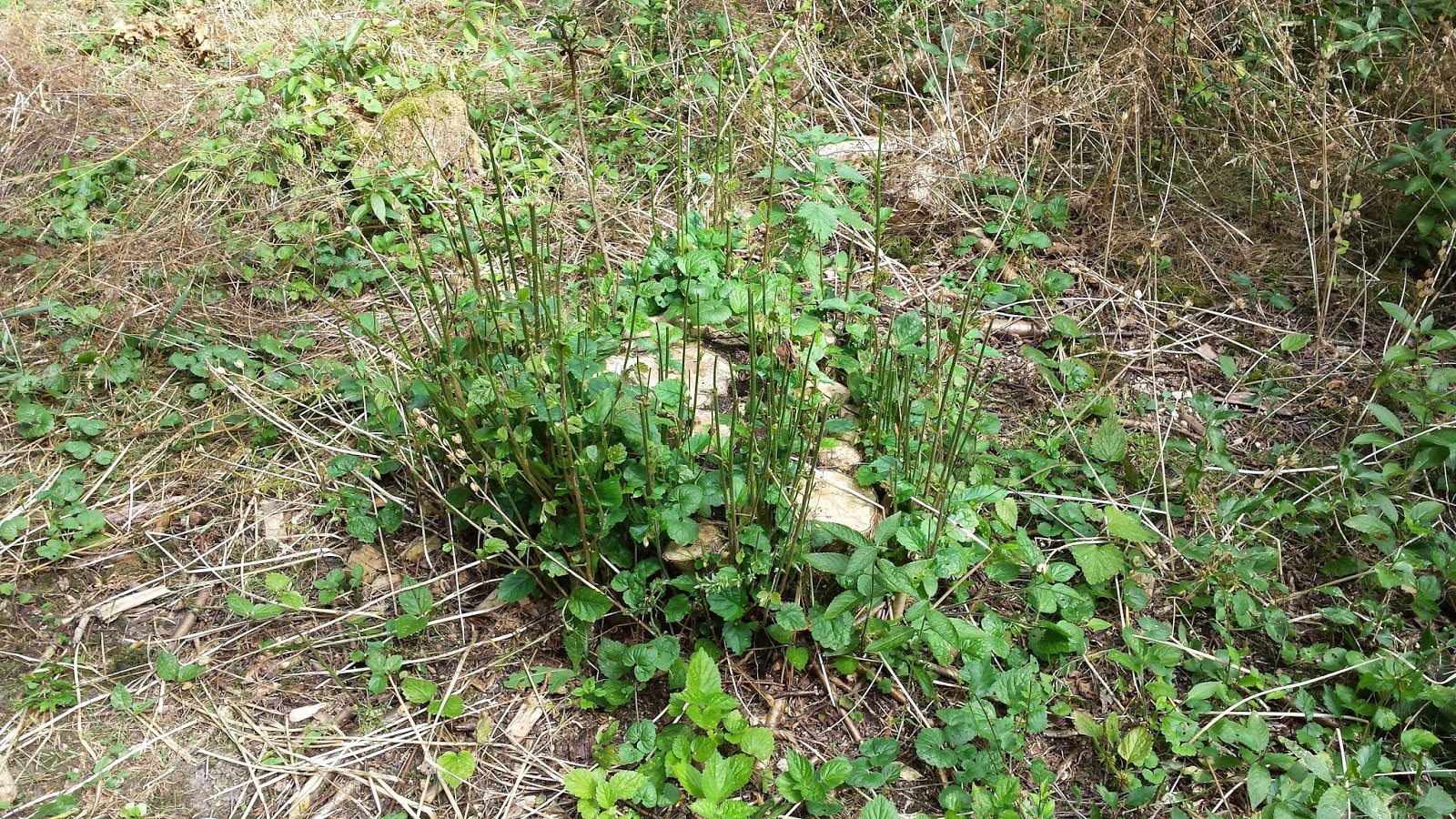 Bushcraft Education : Coppicing