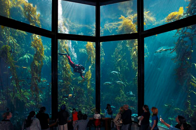 Top 10 Biggest Aquarium in the USA