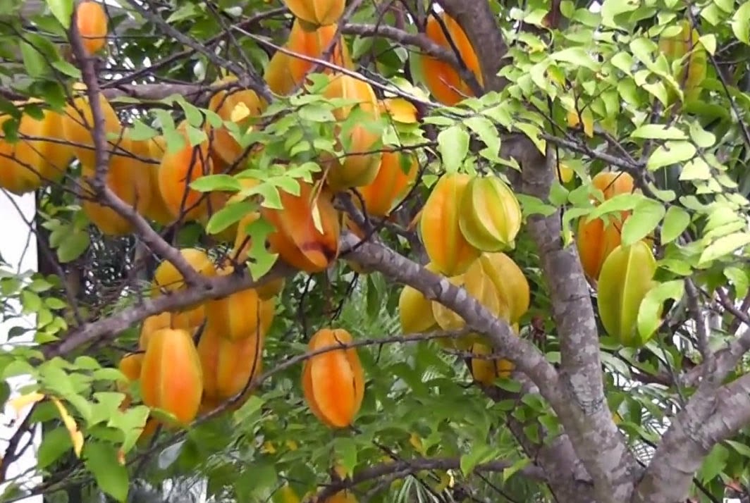 CARA MENANAM / BUDIDAYA BELIMBING | Pertanian