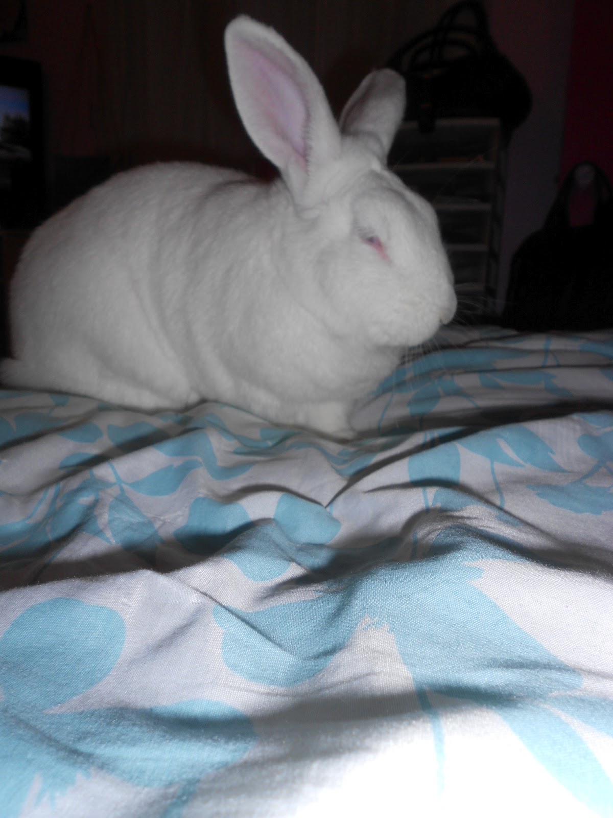 Follow The White Rabbit