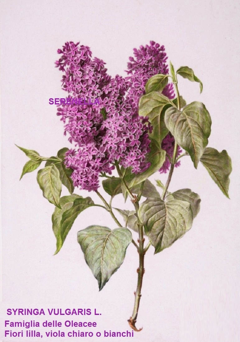 CURARSI CON LA SERENELLA - Syringa vulgaris - Blog di pociopocio