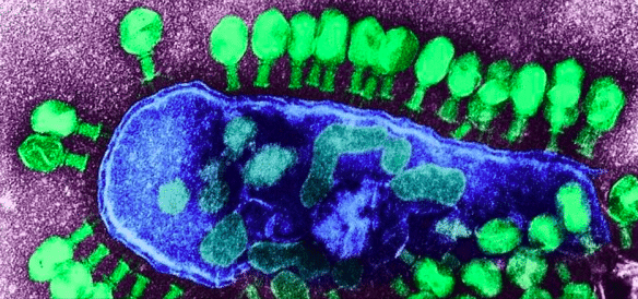Bakteriofagi umjesto antibiotika? - Nauka govori