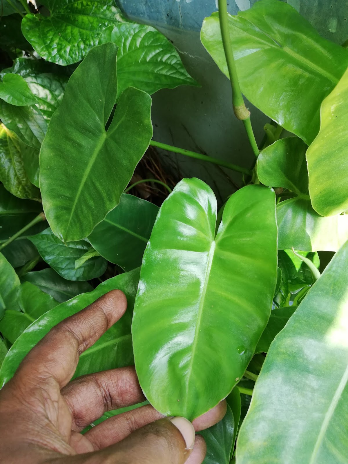 Garden Chronicles of James David: Different Types of Philodendron ...