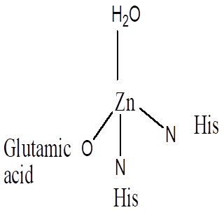 Zinc Metalloenzymes BSc Chemistry Notes