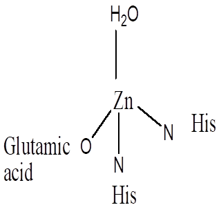 Zinc Metalloenzymes BSc Chemistry Notes