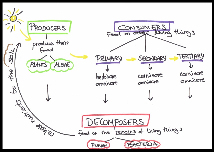 HG SCIENCE CORNER : ECOSYSTEMS - STUDY DIAGRAMS AND QUIZ