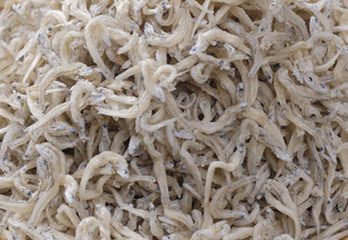 FRITTELLE DI NEONATA