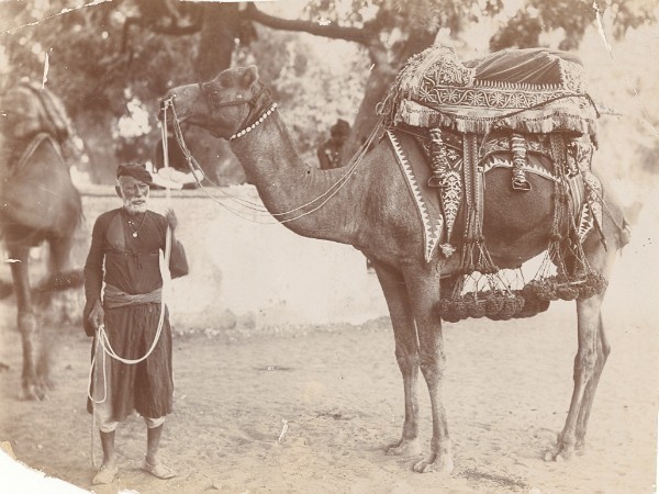 Decorated Camel - Ca. 1890's - Old Indian Photos