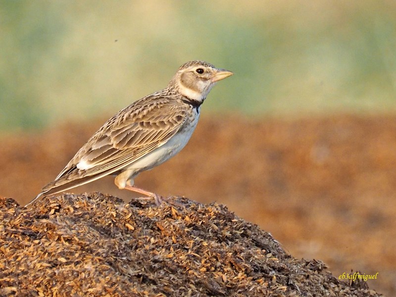 MIS AMIGAS LAS AVES: Calandria común (Melanocorypha calandra)
