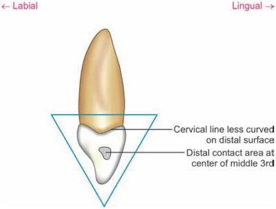 Permanent maxillary canine l tooth crown & root morphology revision for ...