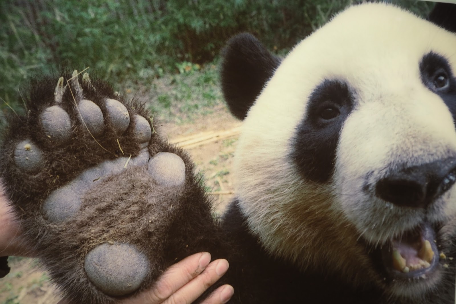 Kee Hua Chee Live!: AMBER CHIA BRINGS HER PARENTS CHIA HUN POY AND CHUA ...