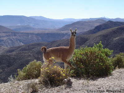LA FLORA Y FAUNA DE TACNA: FAUNA DEL DEPARTAMENTO DE TACNA