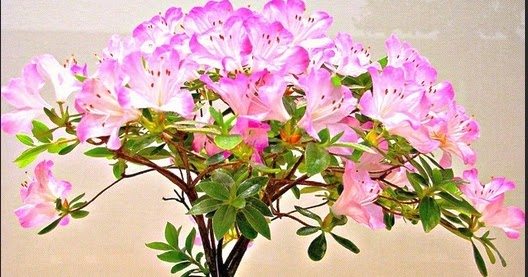 5 Tips Menanam Bunga Azalea agar Tumbuh Subur - Rumah Petani