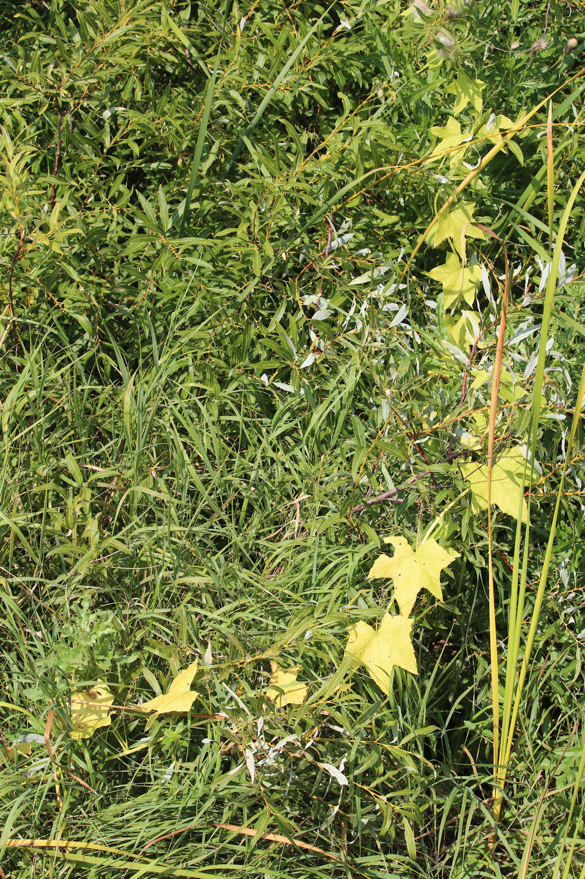 Assiniboine Forest Plant Life: Climbers & Creepers in the Assiniboine ...