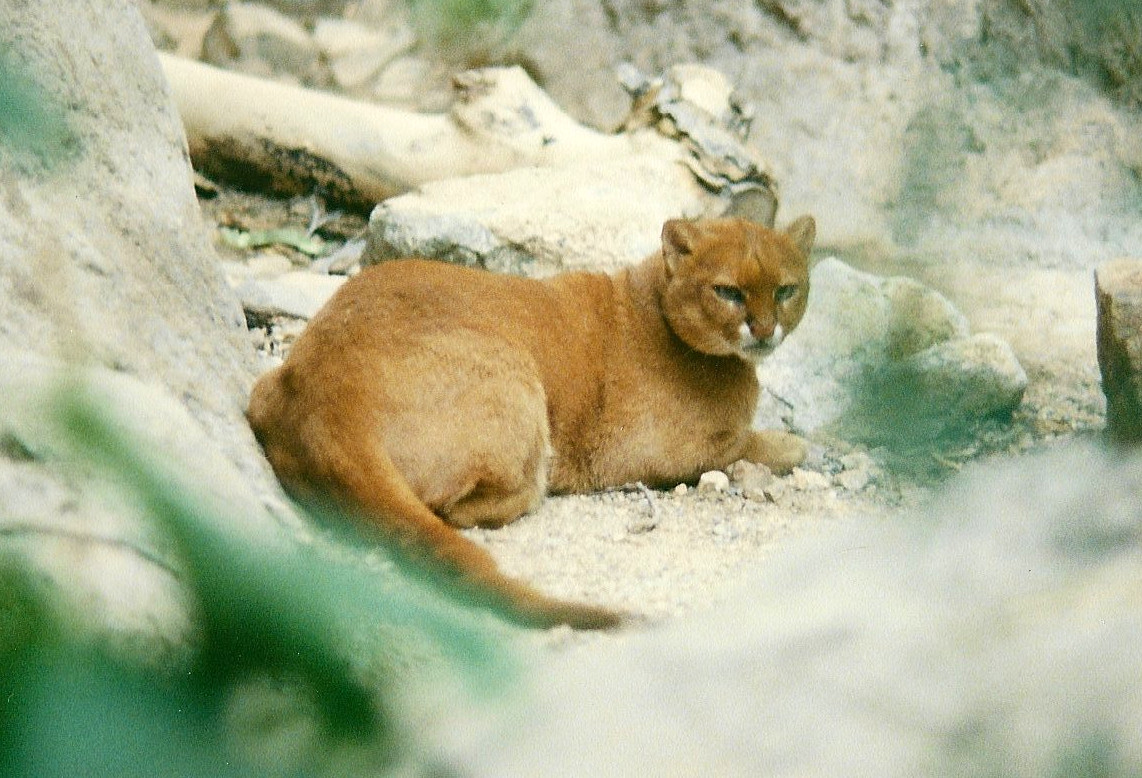 Animales en el Planeta: El jaguarundí, gato colorado, gato moro ...