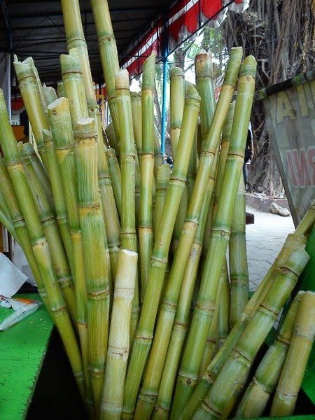 ES TEBU JOGJA "PAPILO" : Jual Tebu Hijau