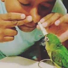 tipos de drogas : Perico