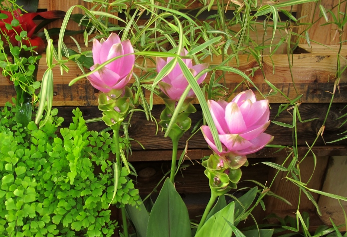 Plantas y flores: Curcuma alismatifolia