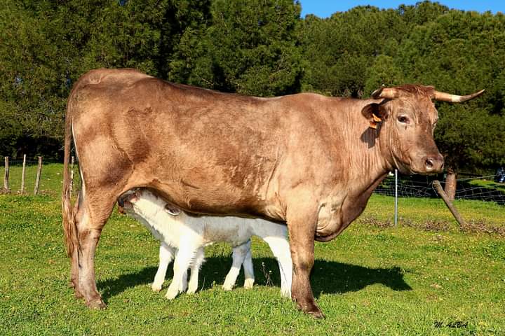 EL CUADERNO DE SILVESTRE: LA VACA BLANCA CACEREÑA