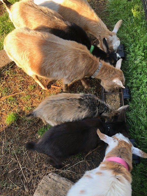 OUR PLANS MULTIPLIED Dogs And Goats OUR PLANS MULTIPLIED Dogs And Goats