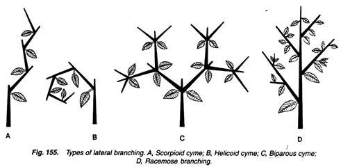 Botanica: MORPHOLOGY OF STEM