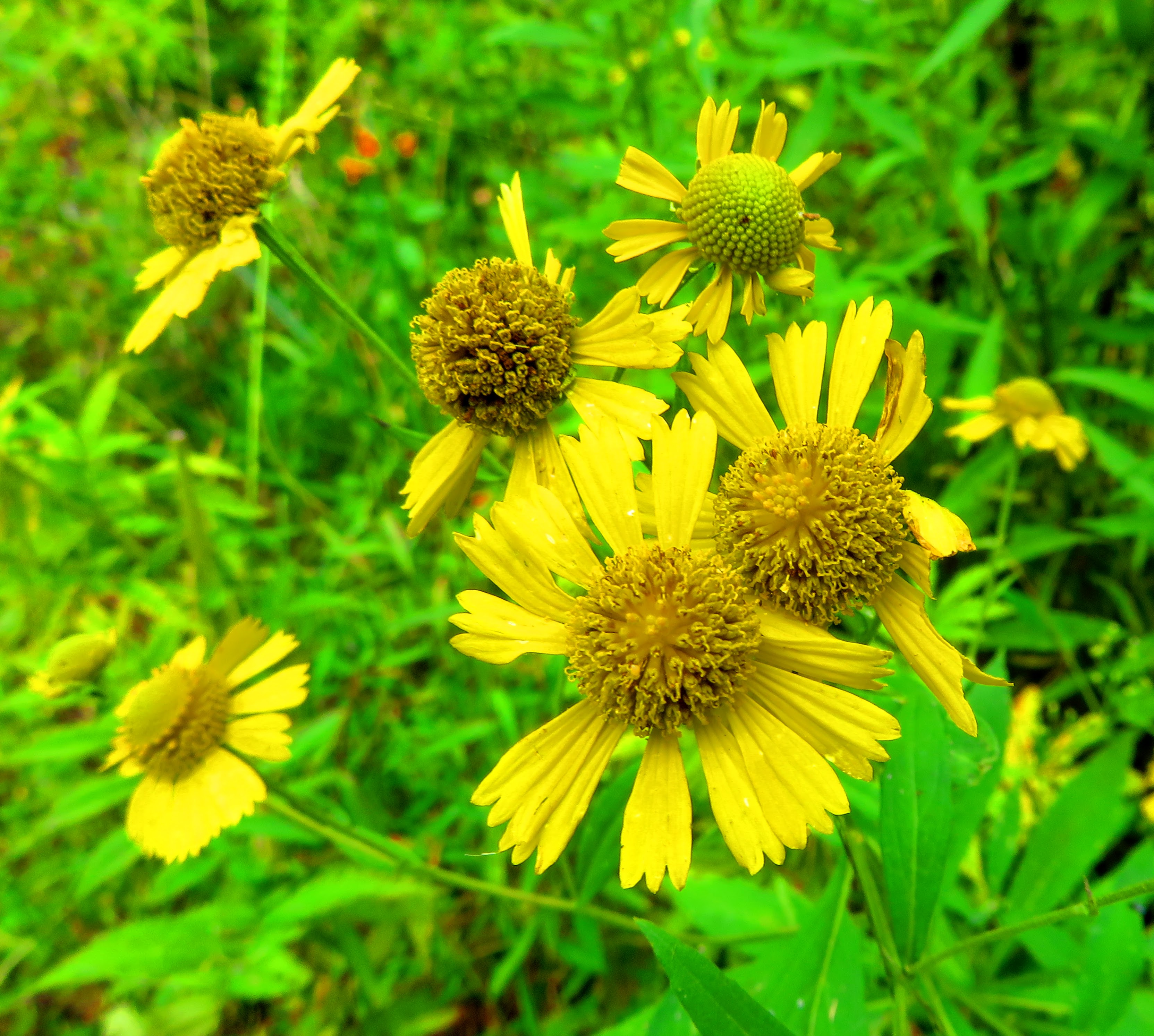 Tales From The Wood Booger: Wildflowers & Insects Of Autumn 2020