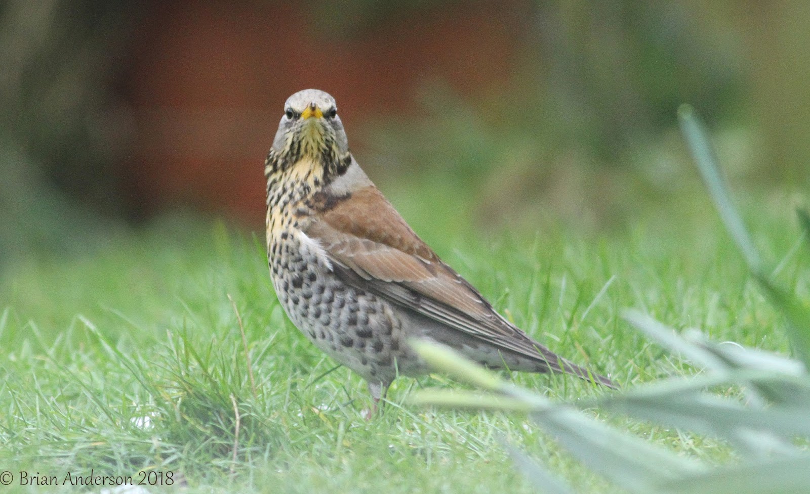Brian's birding blog: Fieldfare drops in