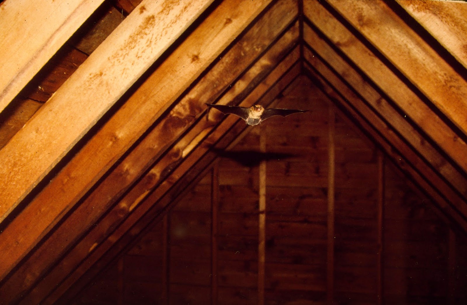 Bat Check 1st Blog: The Bats are Back: Tips for keeping them out of ...