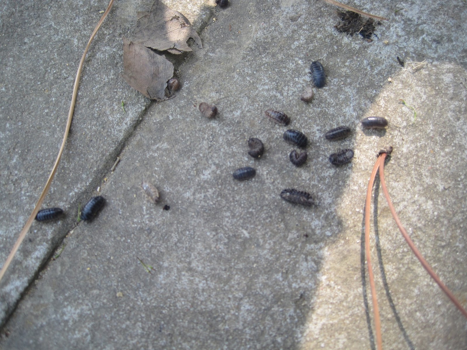 La vida de los animales: Insectos