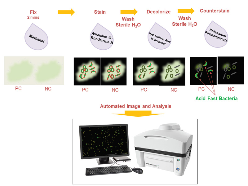Fluorescent gram staining protocol v1