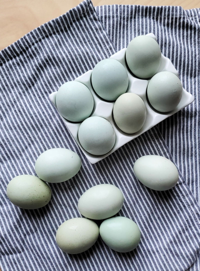 Blue Egg Layer Chickens
