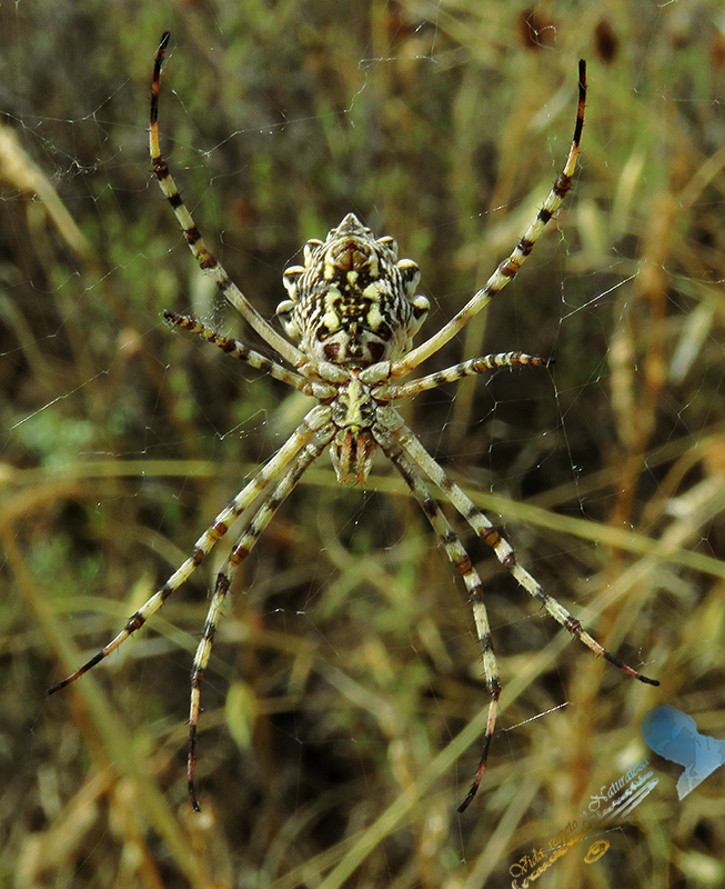Savia y latidos en la Naturaleza: Araña tigre (Argiope lobata) Dallas, 1772