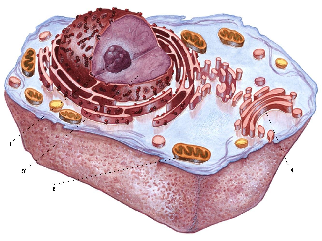 Biología y Geología Toni: ORGÁNULOS CON MEMBRANA