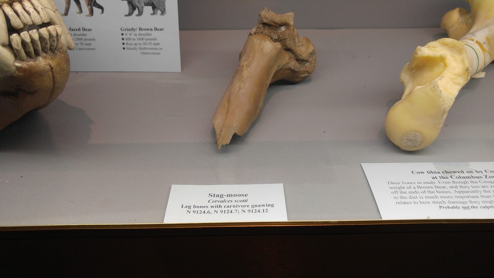 Travels of a Hobgoblin Taphophile: Fossil Stag Moose - Ohio History Center