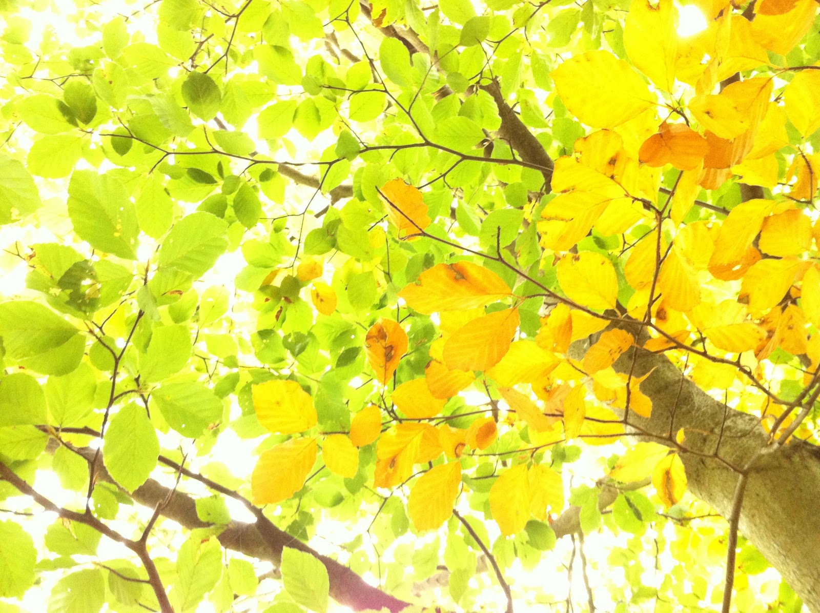 Human Nature - Kris Worsley Wildlife Photography: Mobile Phone Nature ...