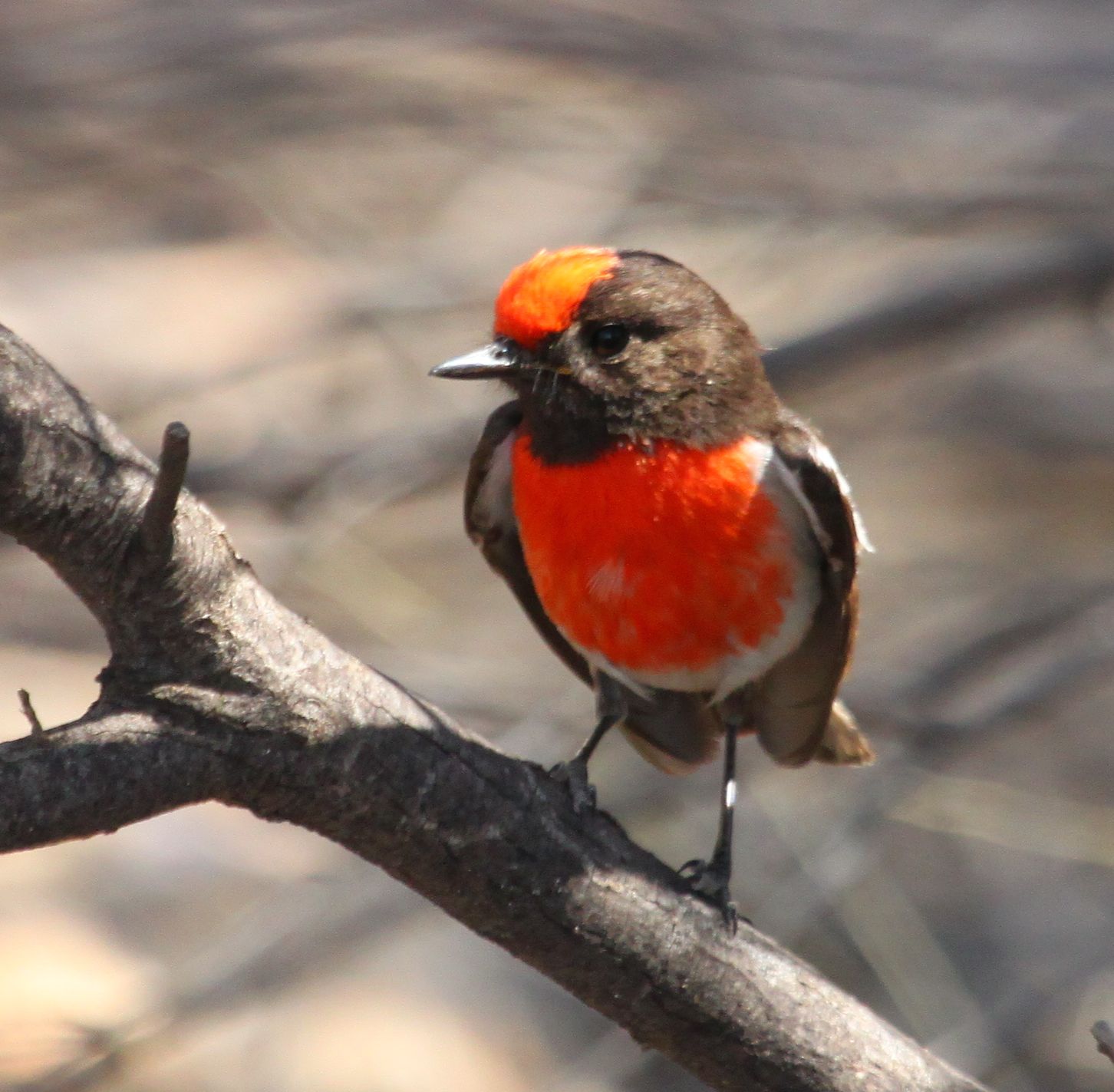 Richard Waring's Birds of Australia: Red-capped Robin and a Camel, that ...