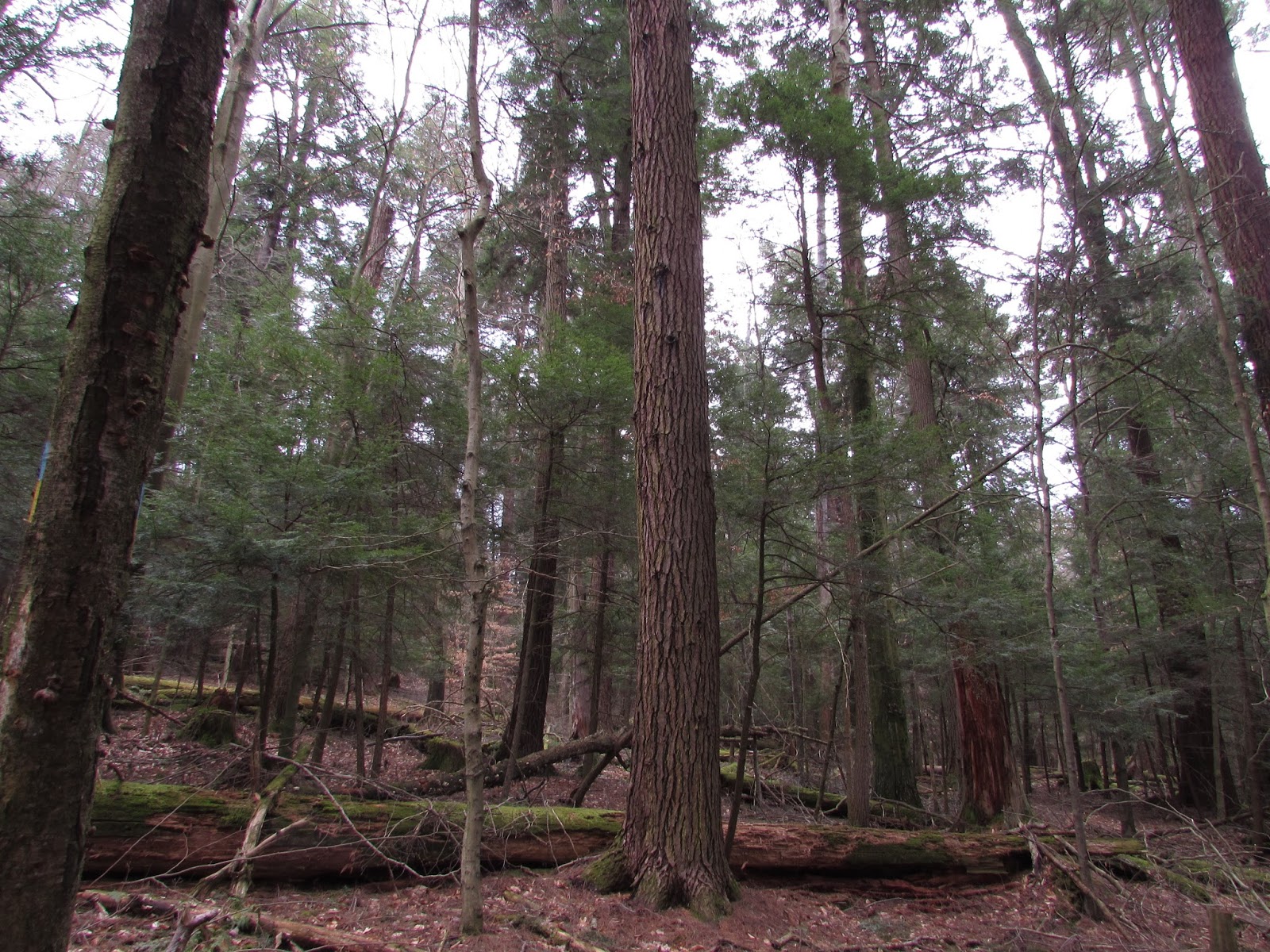 Cook Forest State Park: Tranquil Old Growth Forest, the Clarion River ...