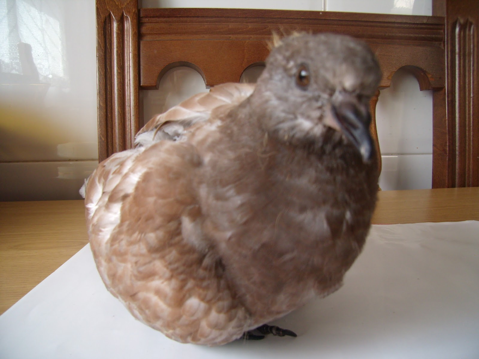 Mis amigas las palomas: Tratamiento ALA ROTA