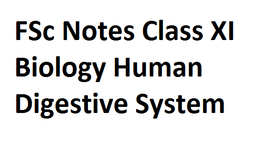 FSc Notes Class XI Biology Human Digestive System