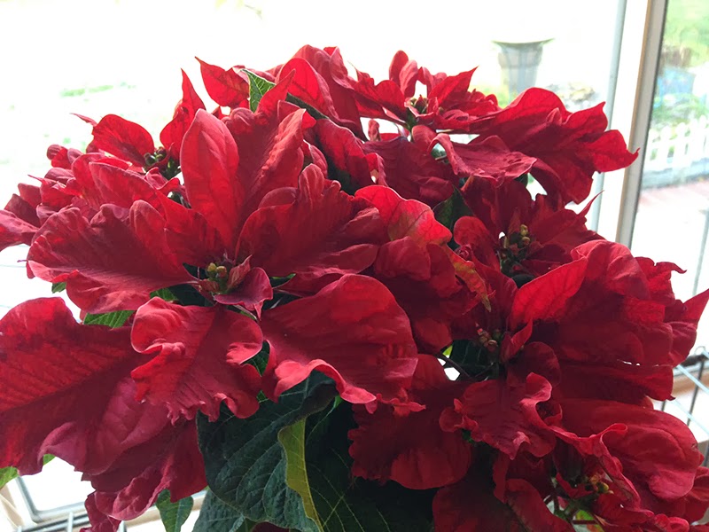 The Fern and Mossery: Poinsettia in Any Color from Weidner's Gardens