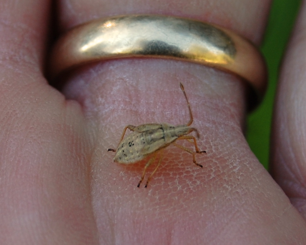 blackoaknaturalist: A Walk on the Wild Side, Part 2