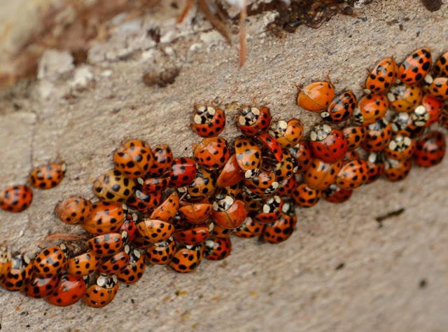 Woods Walks and Wildlife: From Brown to White