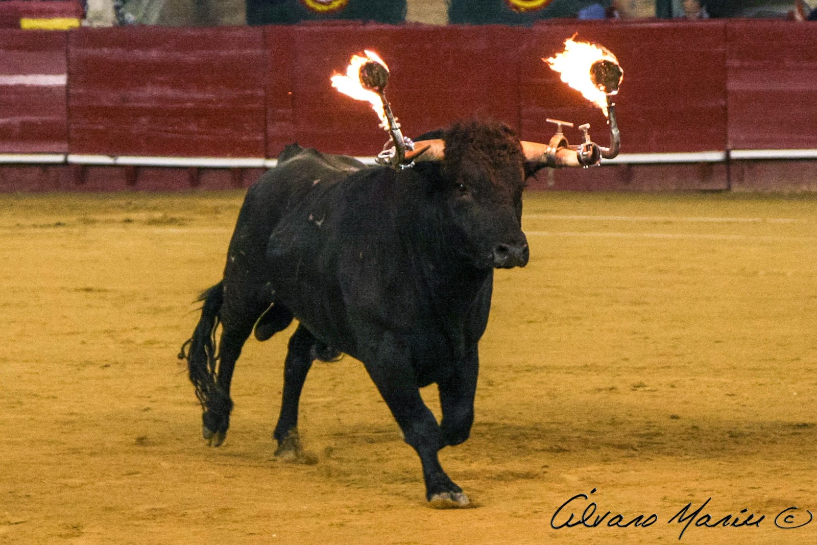 CONCUSO DE RECORTES CON TOROS EMBOLADOS III VALENCIA 2014 POR ÁLVARO ...