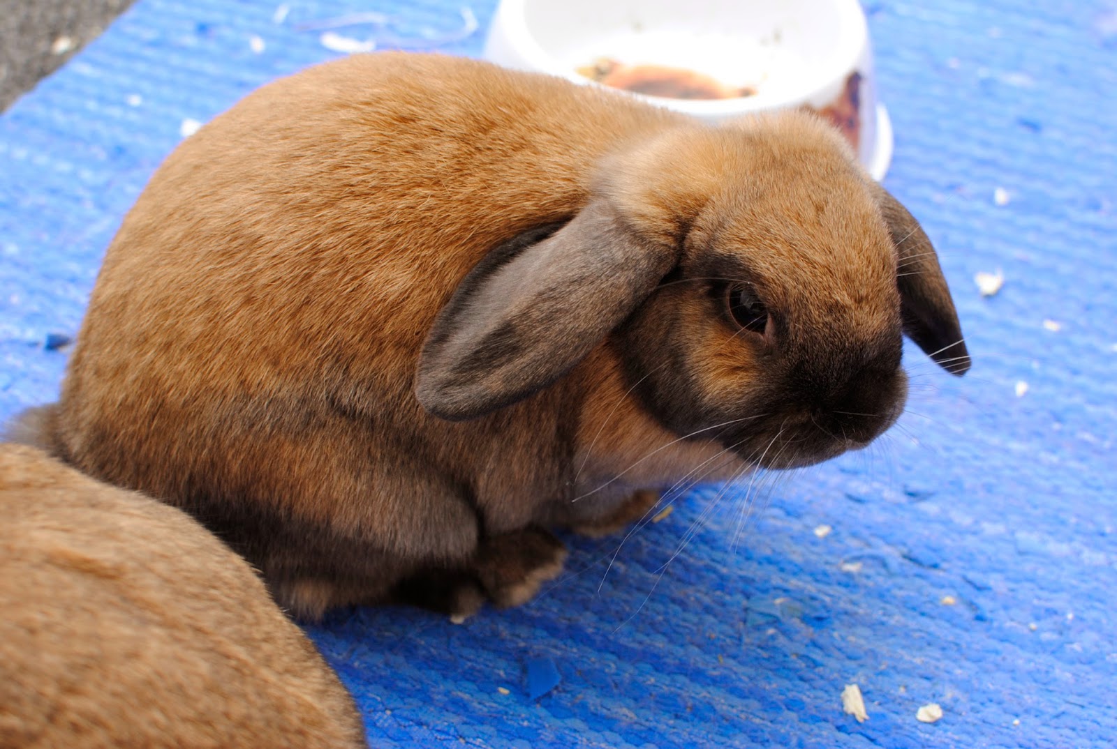 Loikka kanimaailmaan: Kuvauskohteena kanit