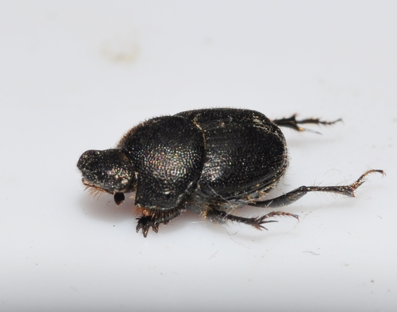 Coleopteros de Villena y comarca: Onthophagus emarginatus