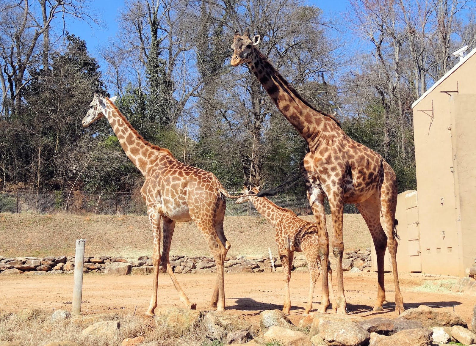 Femme au foyer: The best small zoo in America - the Greenville Zoo