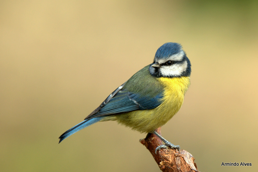 TERRA VIVA: PASSERIFORMES