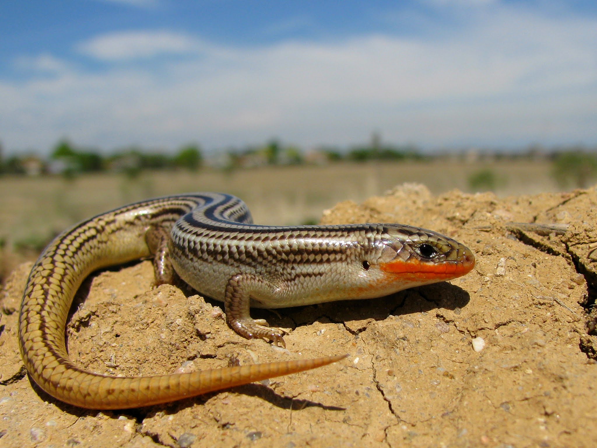 What is a Skink? Meet the Skink (from A Dinosaur Made Me Sneeze ...