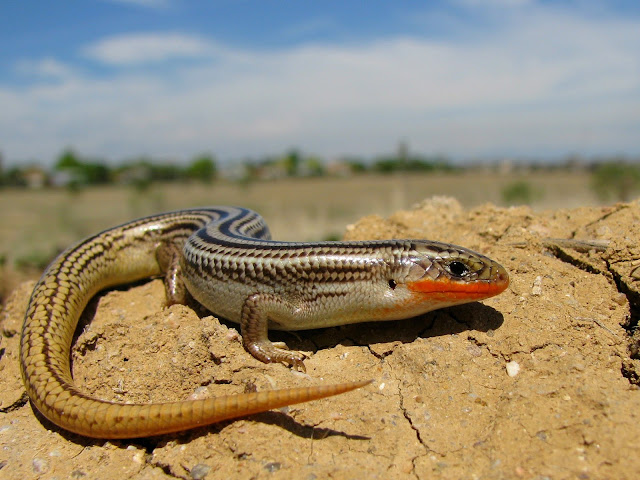 What is a Skink? Meet the Skink (from A Dinosaur Made Me Sneeze ...