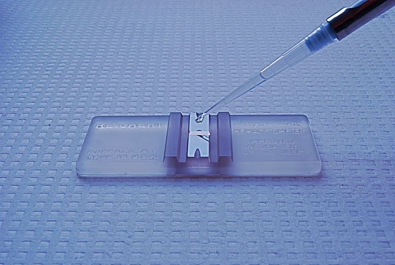 Microbe Brewer: Yeast Cell Counting and Viabilty: Hemocytometer